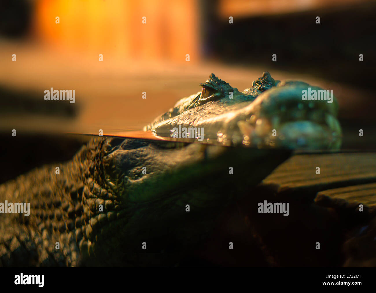 Crocodile watching and floating on the water surface in the aquarium ...