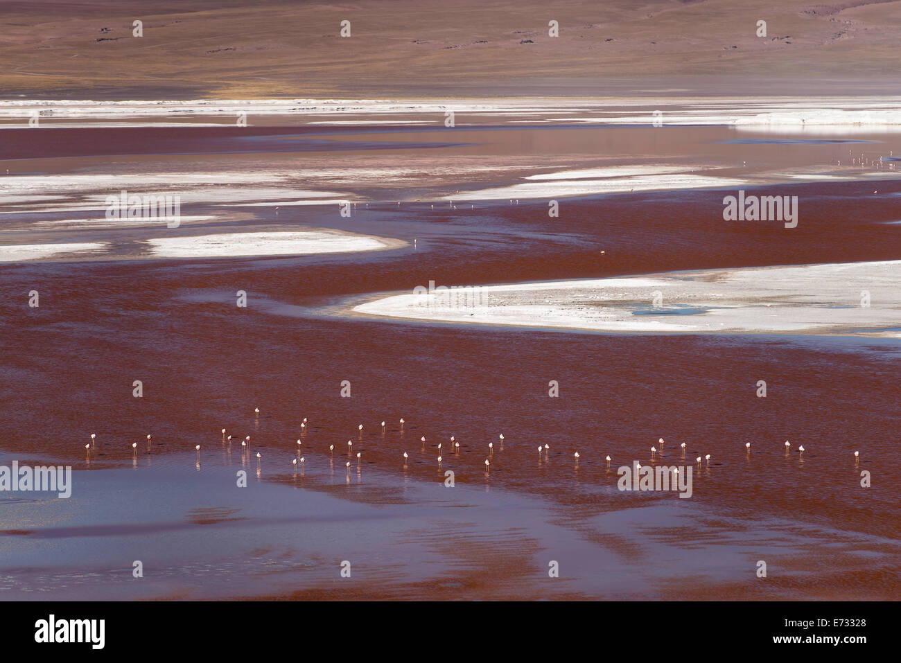 Red laguna colorada hi-res stock photography and images - Alamy