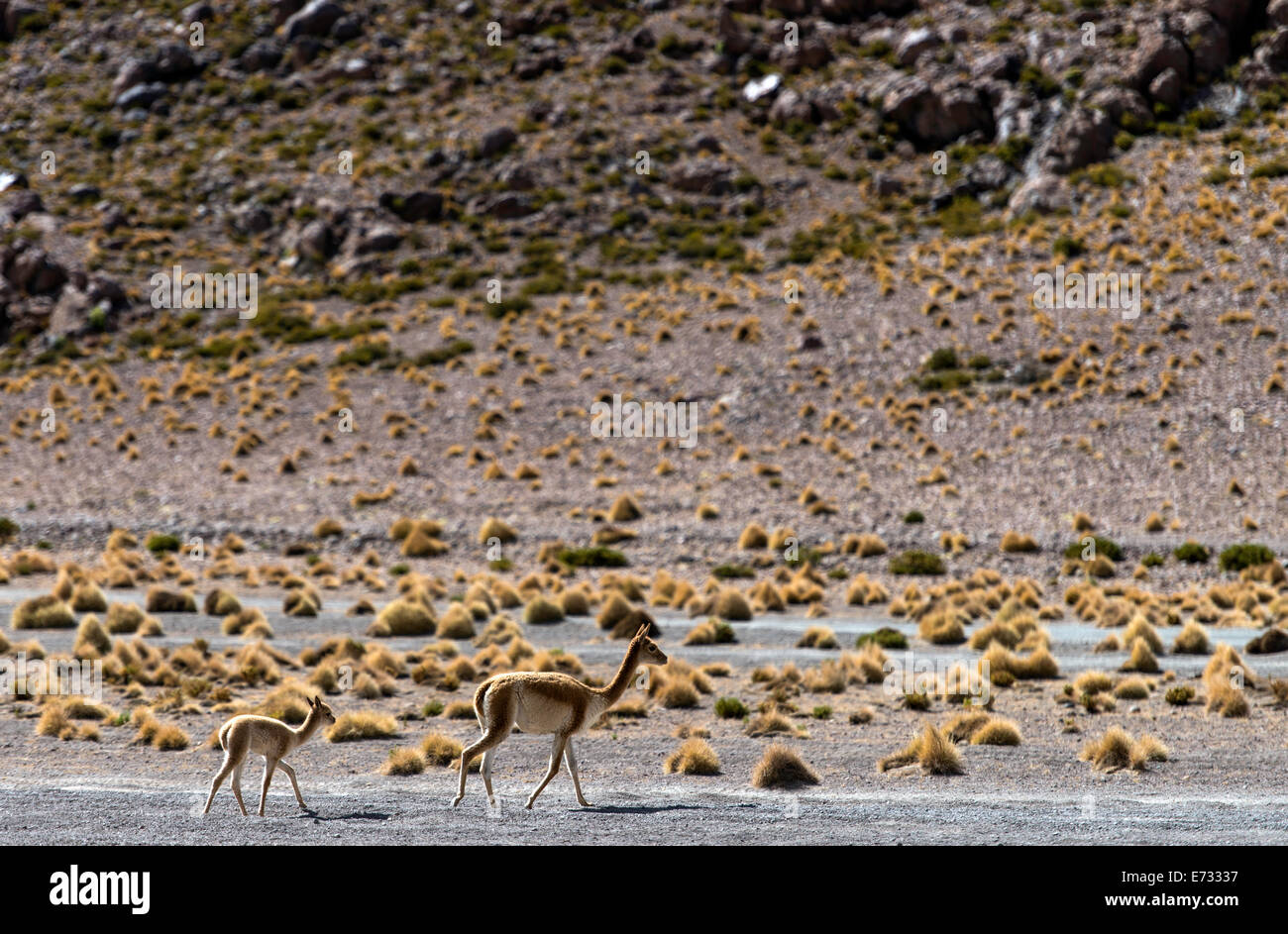 Vicunha hi-res stock photography and images - Alamy