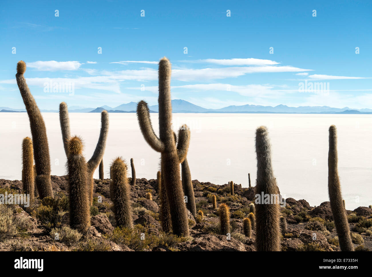 Incawasi or Inca Wasi or Incahuasi or Cactus Island Uyuni salt flats or ...