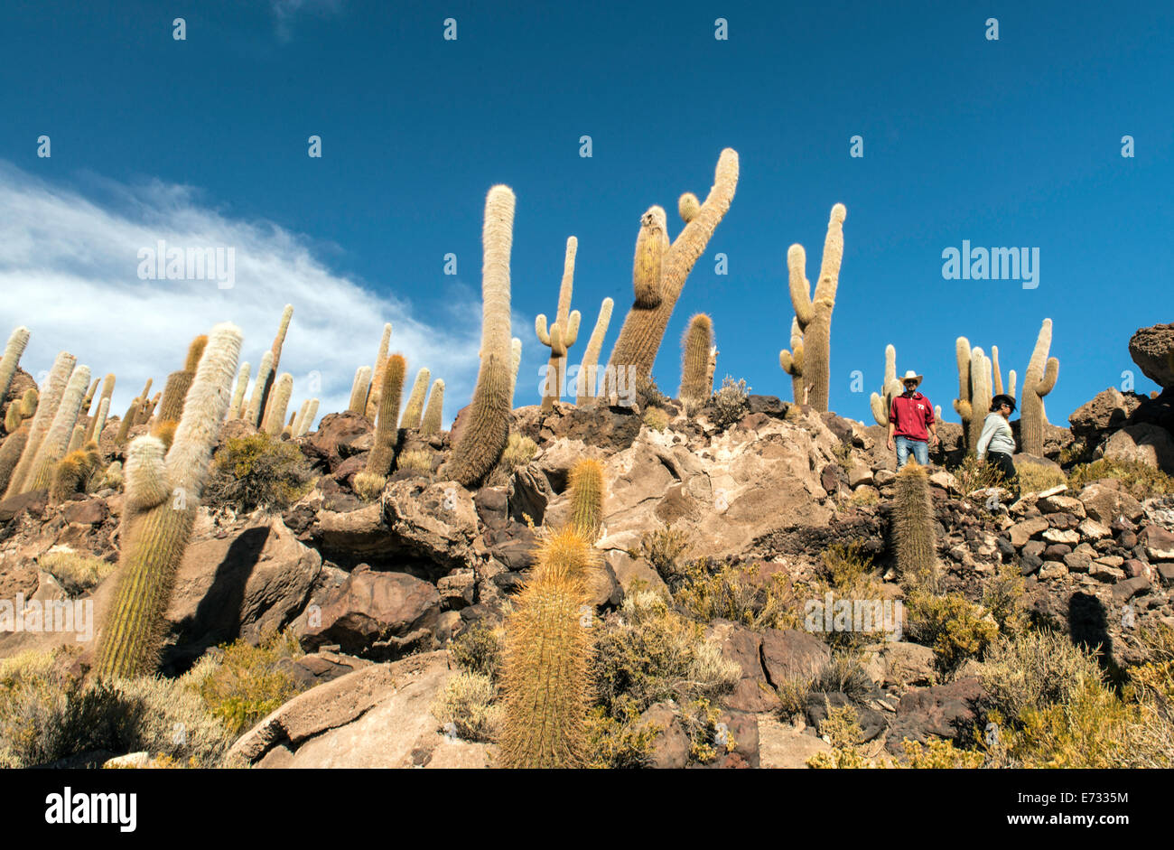 Incawasi or Inca Wasi or Incahuasi or Cactus Island Uyuni salt flats or ...