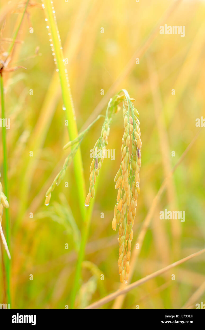 Weed in rice fields hi-res stock photography and images - Alamy