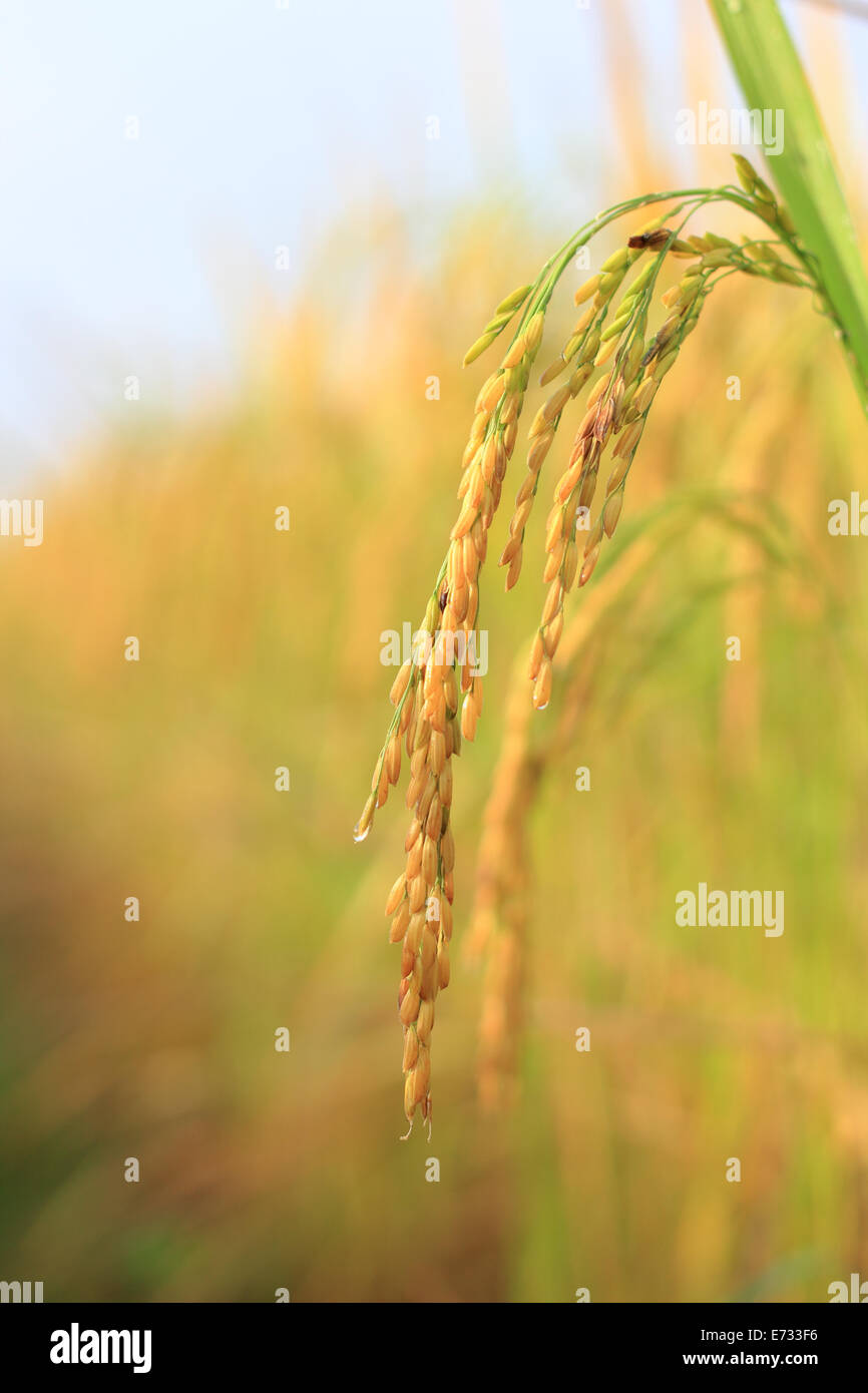 Weed in rice fields hi-res stock photography and images - Alamy