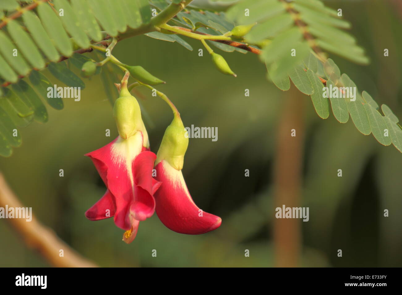 red Agasta flower ,Vegetable Humming Bird Sesban Agasta (Sesbania ...