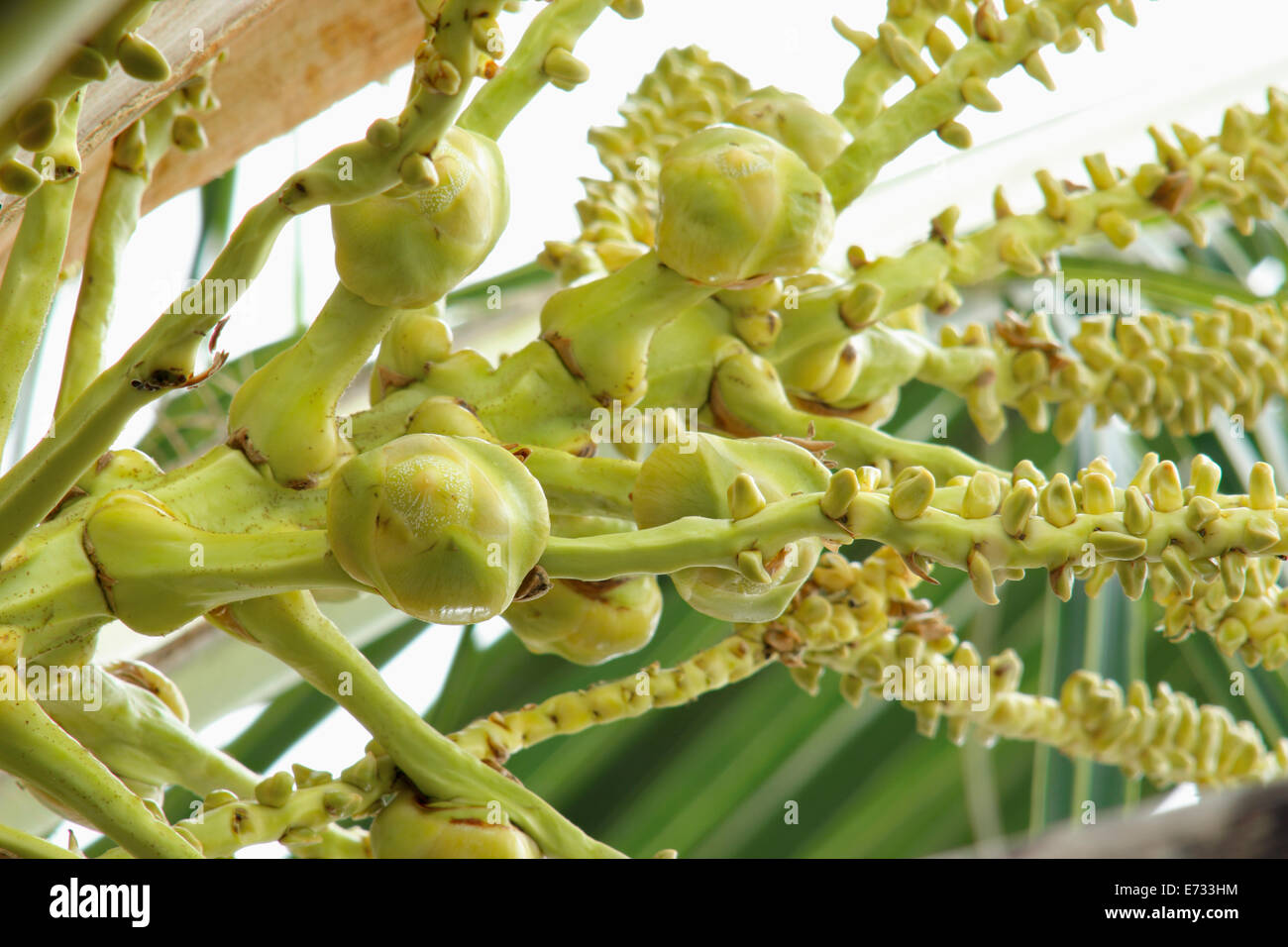 Coconut tree branch hi-res stock photography and images - Alamy