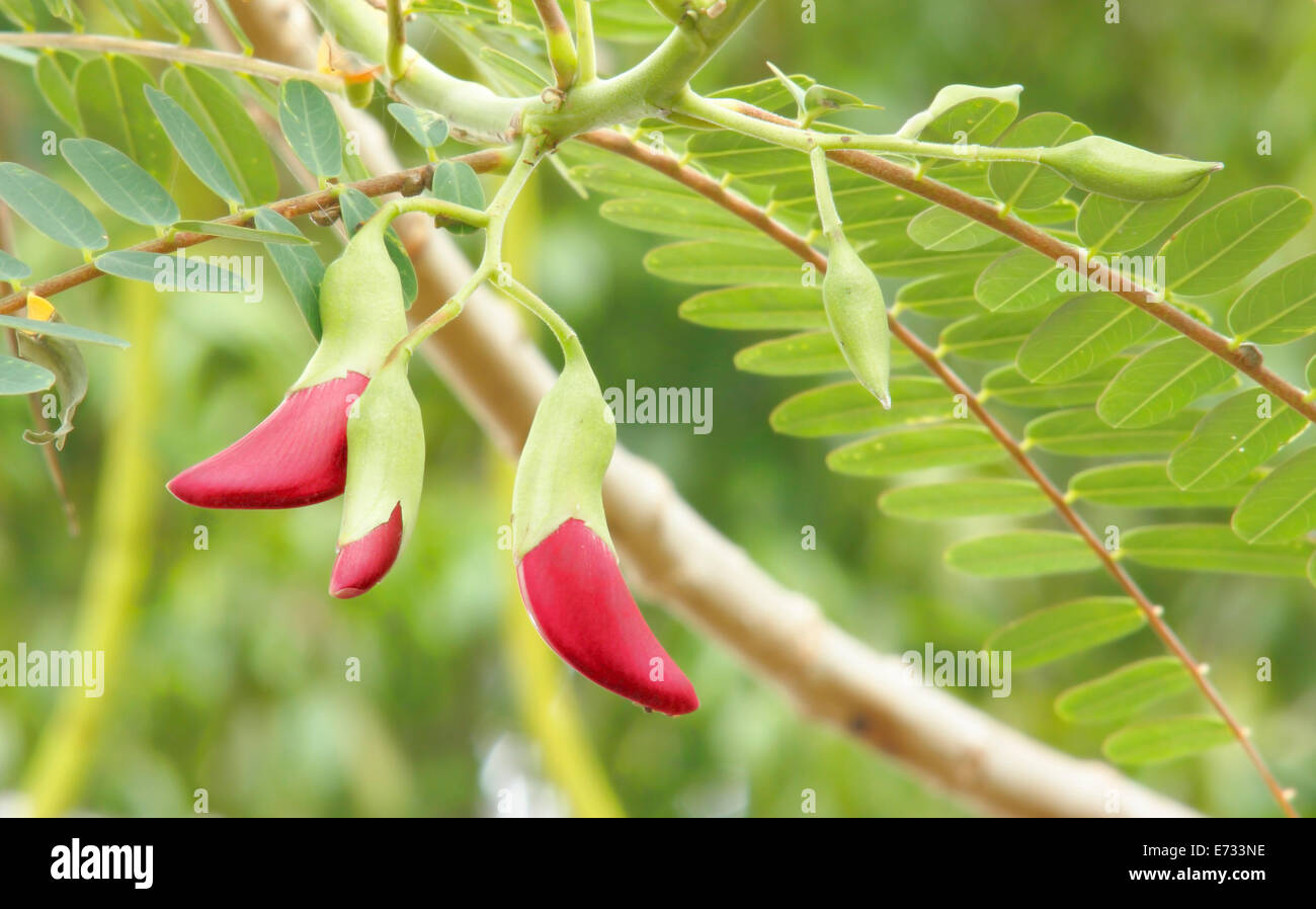red Agasta flower ,Vegetable Humming Bird Sesban Agasta (Sesbania ...