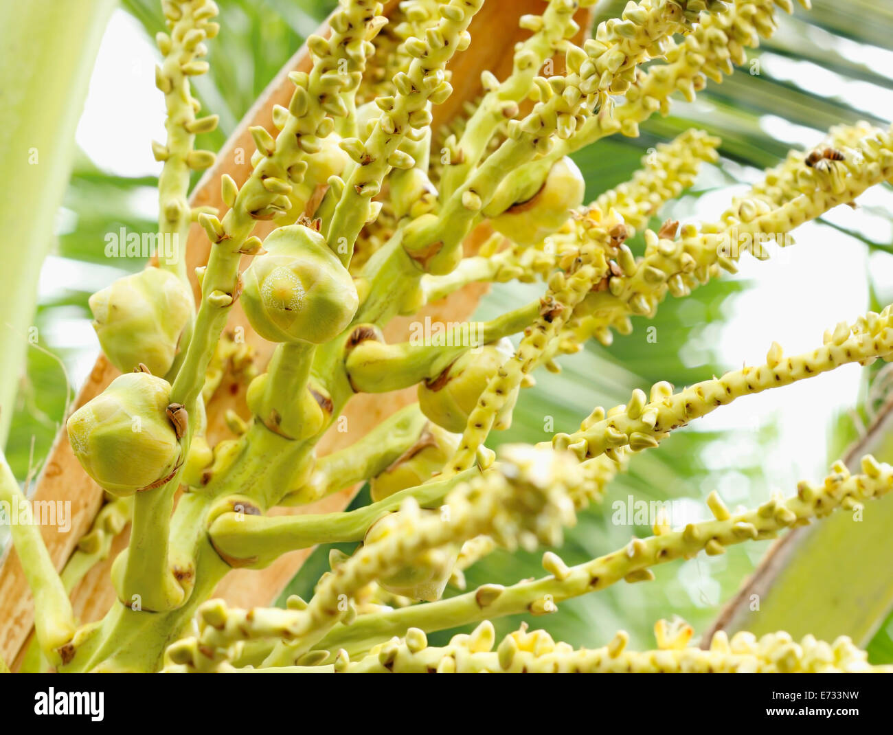 Young coconut ball branch Stock Photo - Alamy