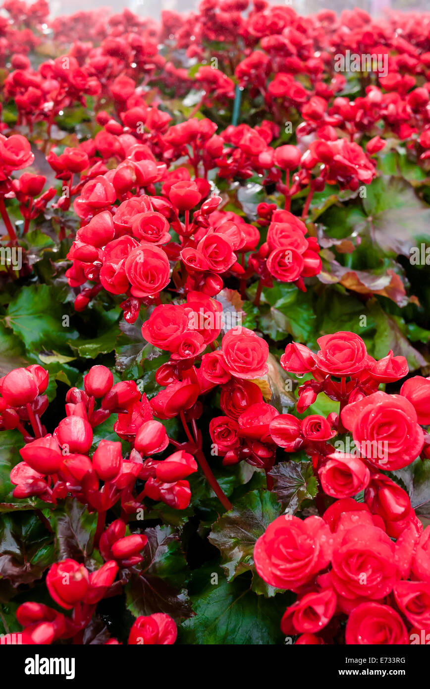 Red big begonia in garden Stock Photo - Alamy