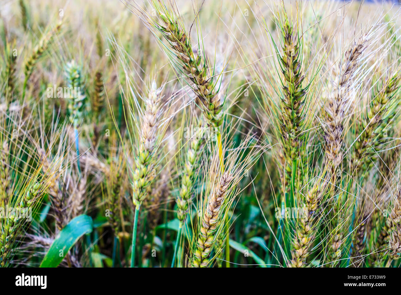 wheat field, fresh crop of wheat for adv or others purpose use Stock ...