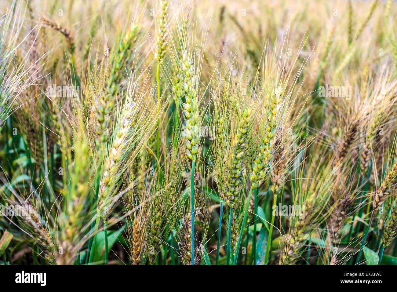 wheat field, fresh crop of wheat for adv or others purpose use Stock ...
