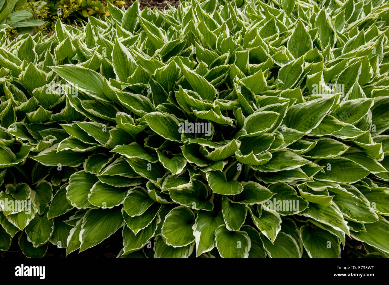 Hosta hosta crispula hi-res stock photography and images - Alamy