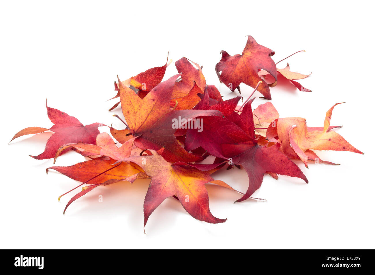 Detail autumn red maple Cut Out Stock Images & Pictures - Alamy