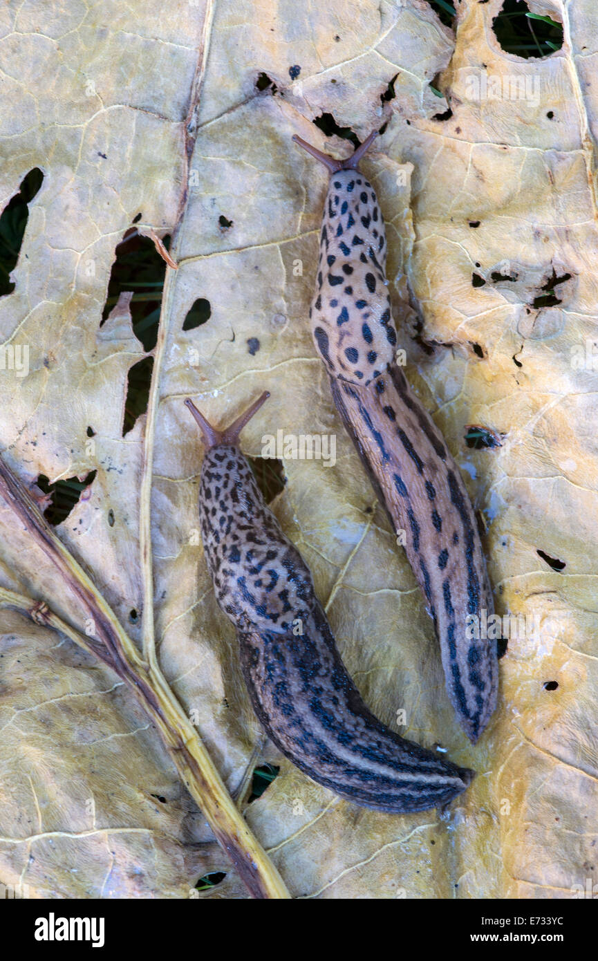 Limax maximus leaf hi-res stock photography and images - Alamy