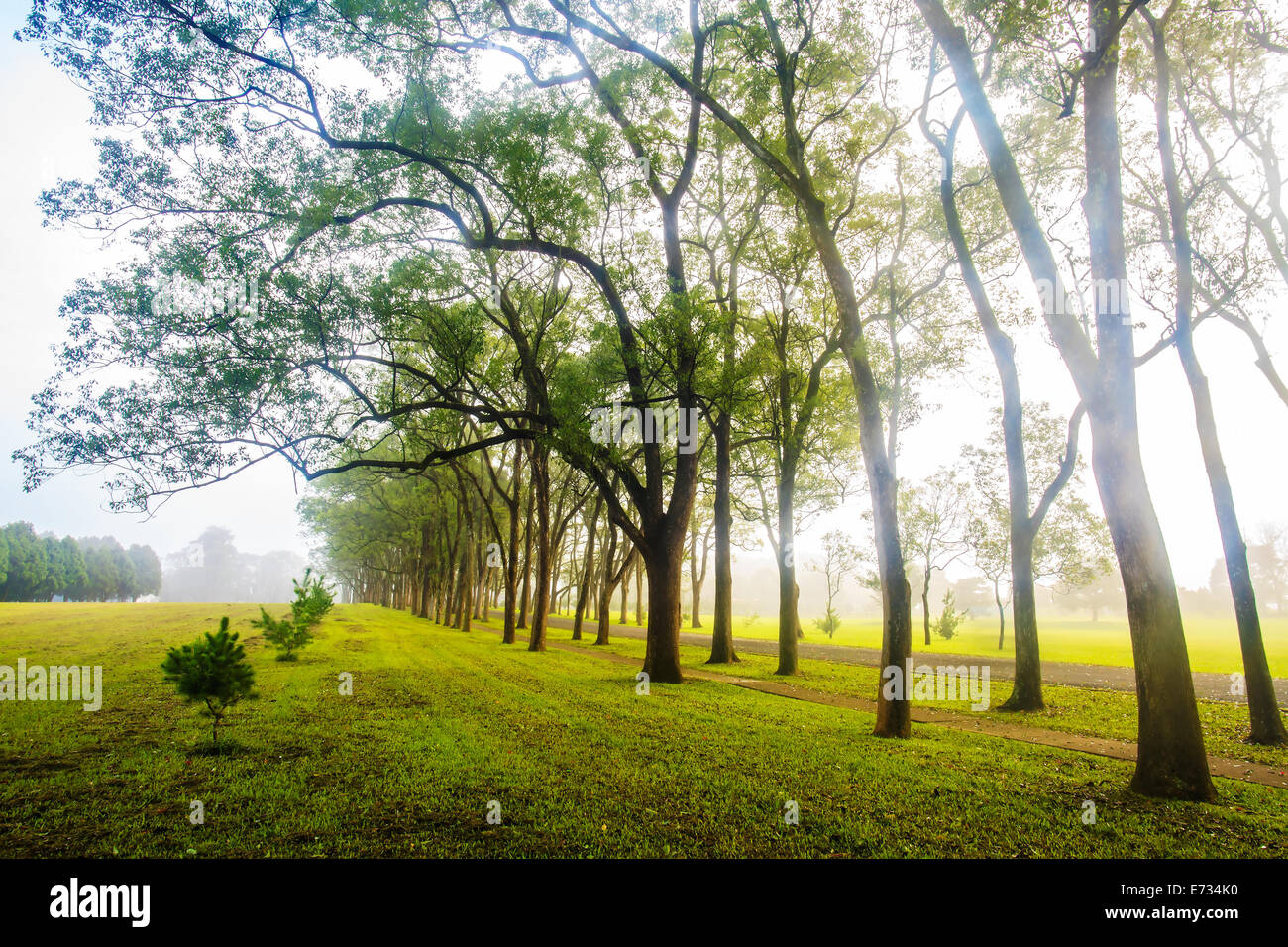 Tree at sunrise hi-res stock photography and images - Alamy