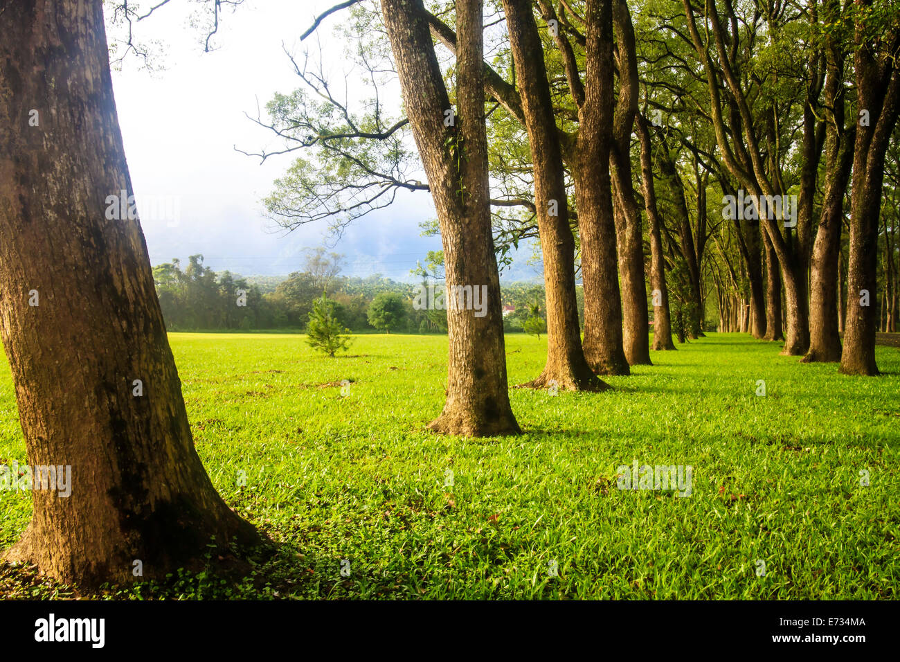 Beautiful park tree on sunrise Stock Photo - Alamy