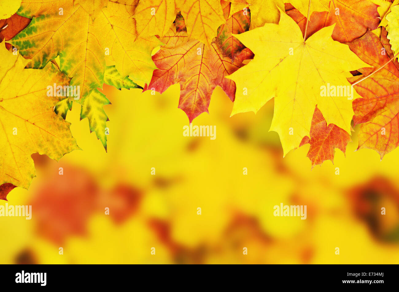 Autumn leaves frame Stock Photo - Alamy