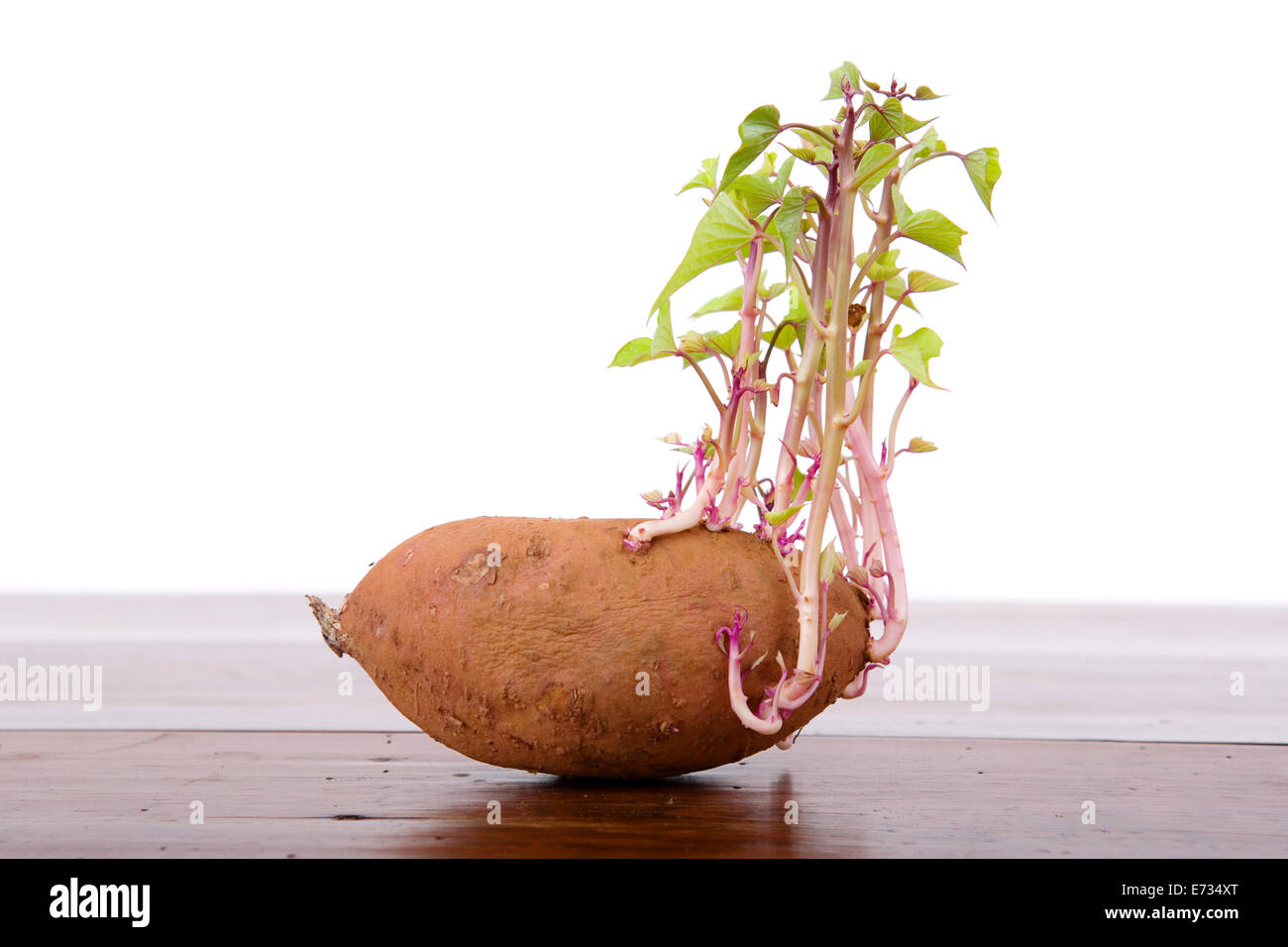 Young potato plant sprout hi-res stock photography and images - Alamy