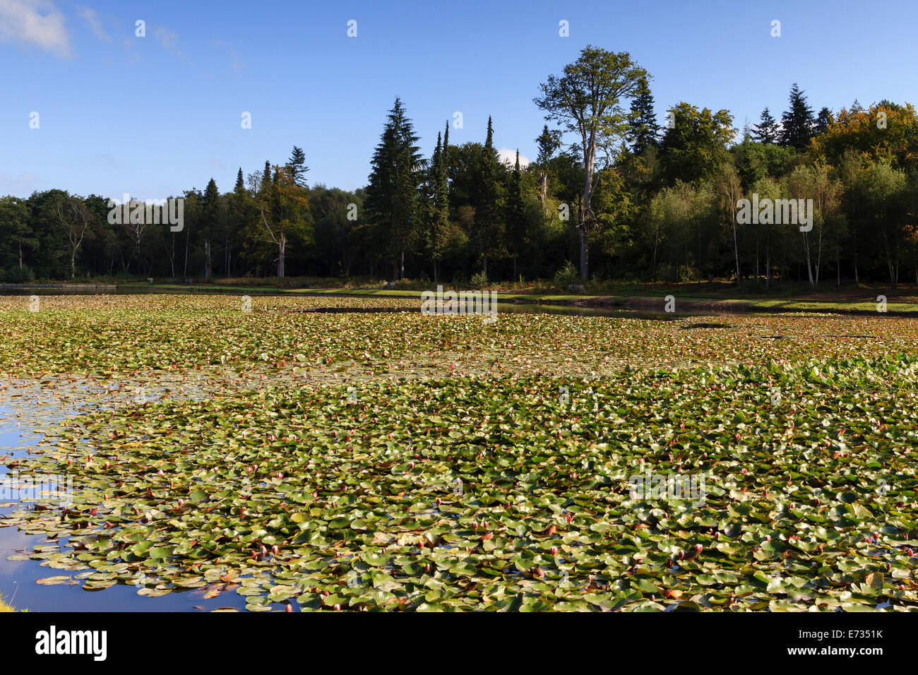 "Cow pond", almost completely covered in water lilies, Windsor Great ...