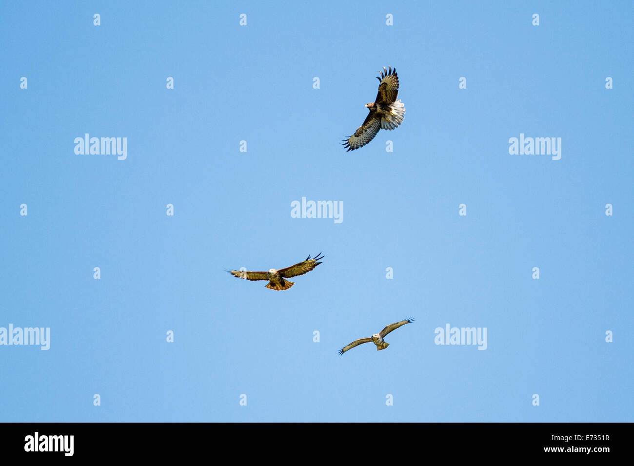 British buzzards hi-res stock photography and images - Alamy