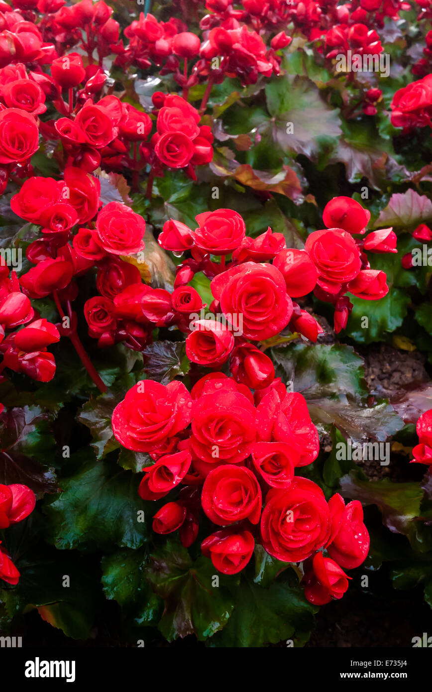 Red big begonia in garden Stock Photo - Alamy