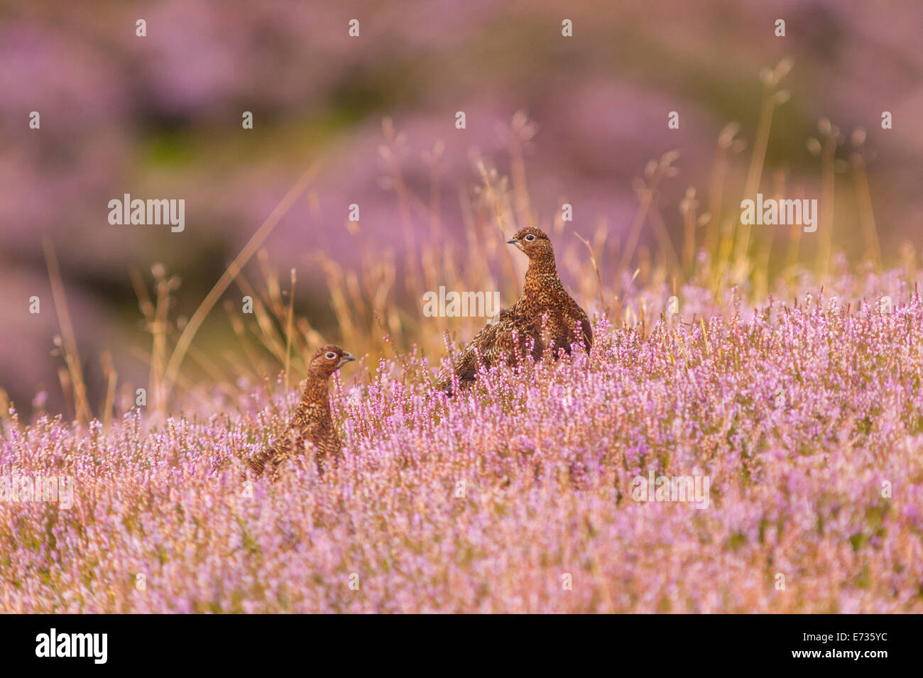 A pair of Red Grouse ( Lagopus lagopus scoticus ) with focus on the far ...