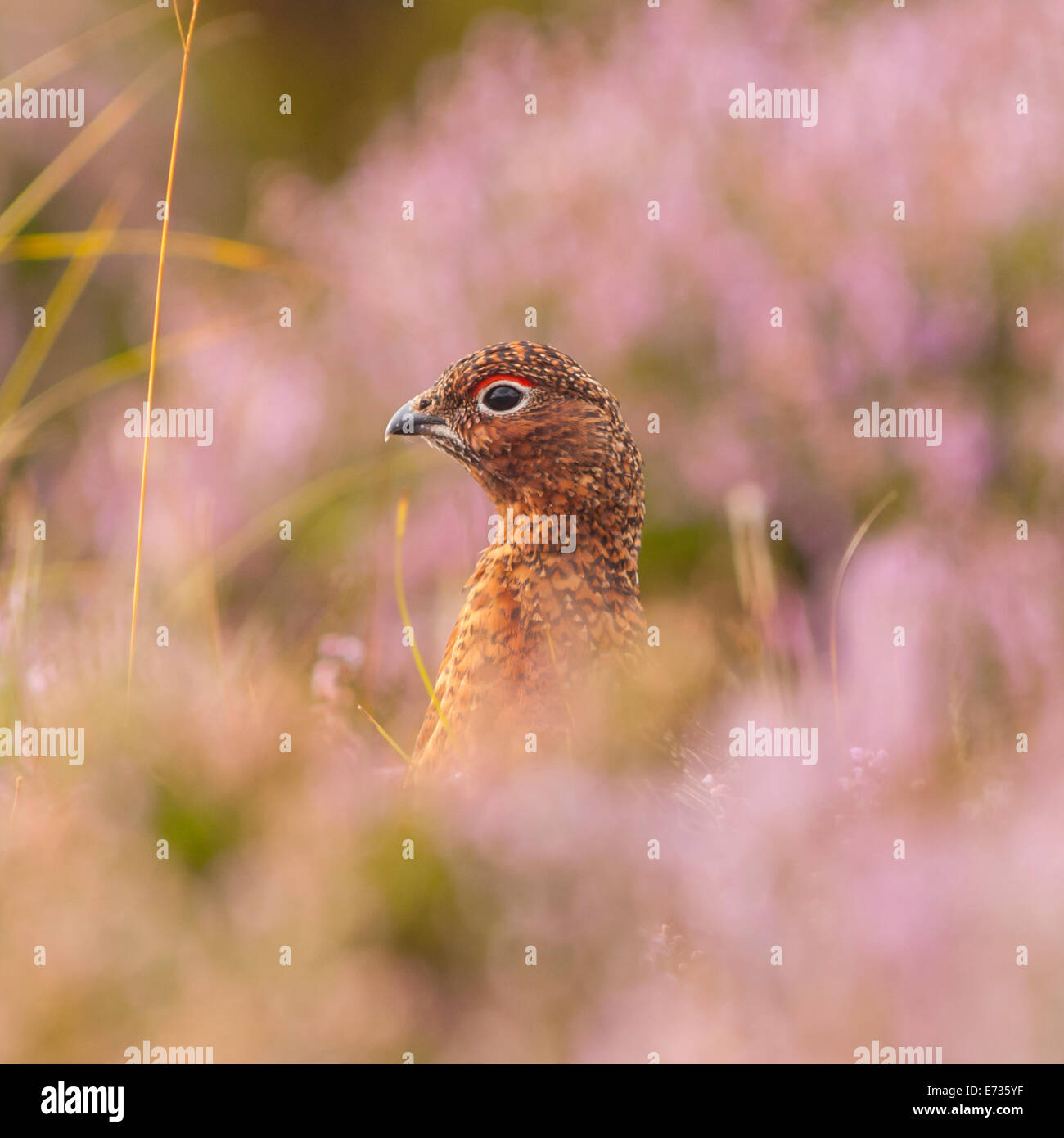A Red Grouse ( Lagopus lagopus scoticus ) in moorland , Yorkshire Dales ...