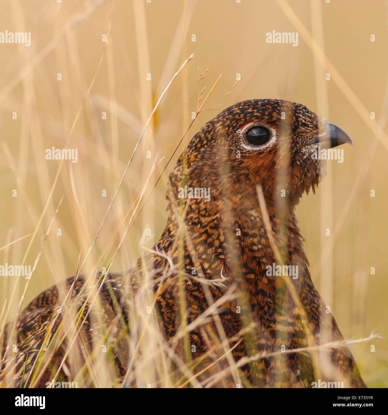 A Red Grouse ( Lagopus lagopus scoticus ) in moorland , Yorkshire Dales ...