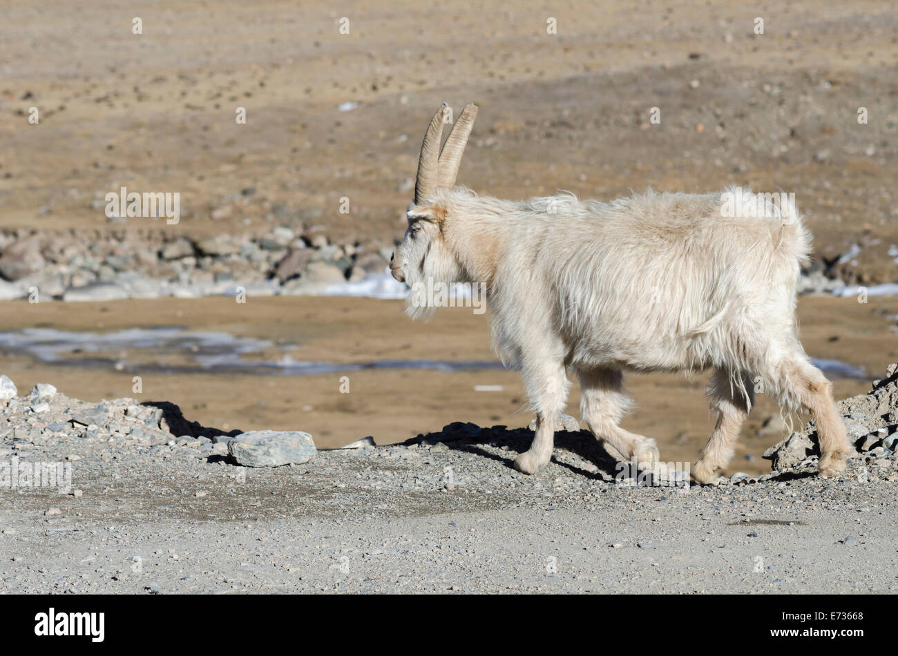 Tibetan goat hi-res stock photography and images - Alamy