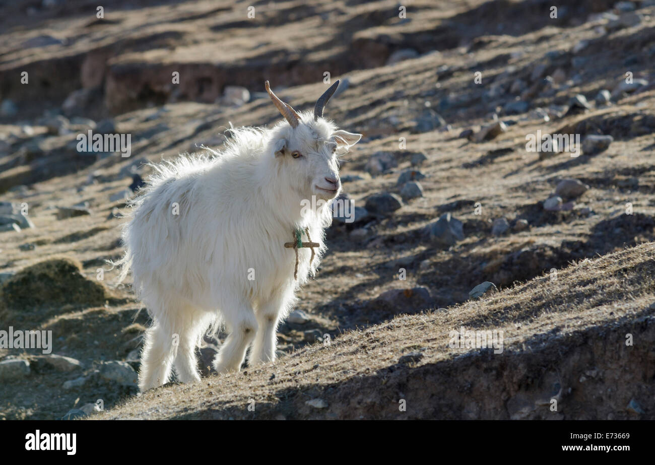 China, Tibet, Farming, Close up view of a goat on a mountain slope ...