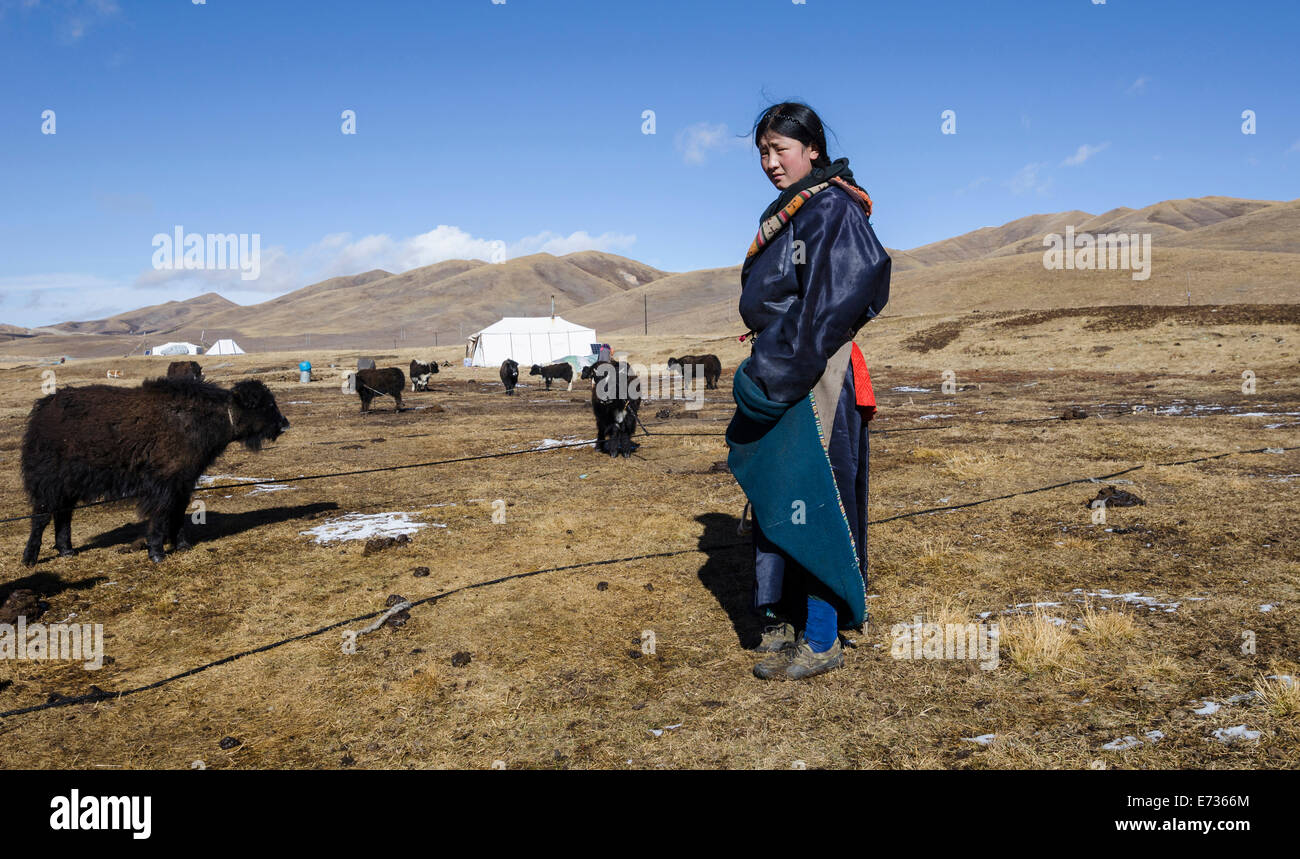 China, Tibet, Farming, Young woman from a Tibetan nomad family on a ...