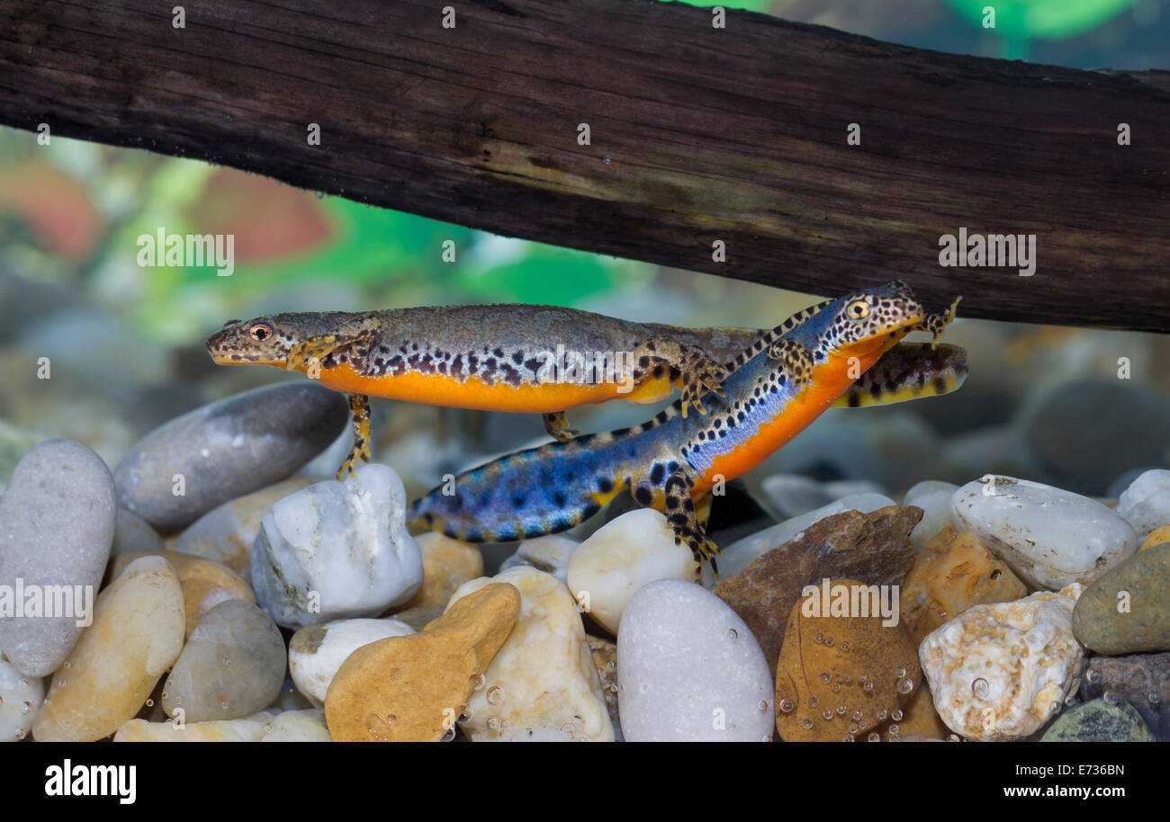 Ichthyosaura alpestris Bergmolch Triturus alpestris mountain alpine ...