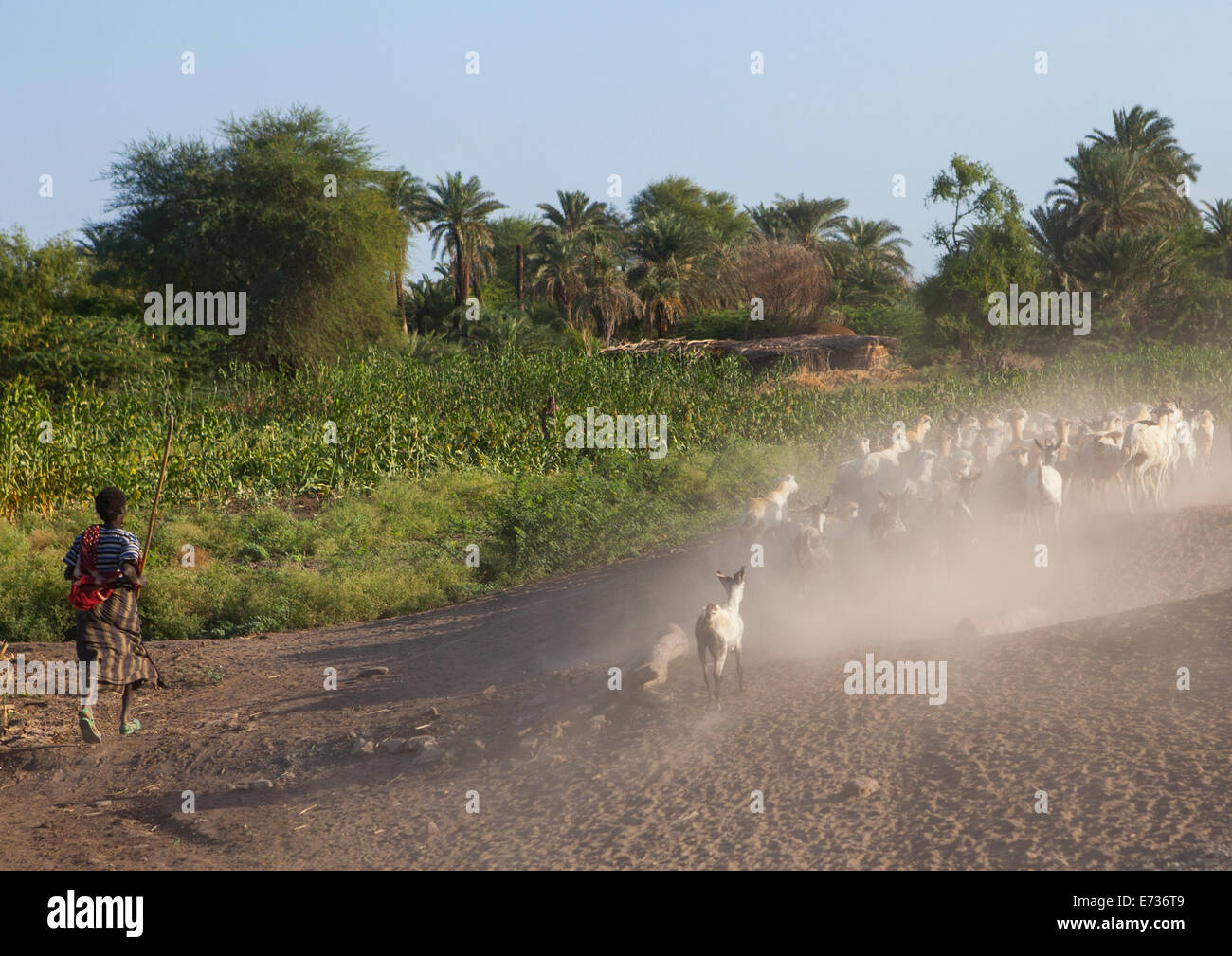 Afar Tribe People With Their Goats, Afambo, Ethiopia Stock Photo - Alamy