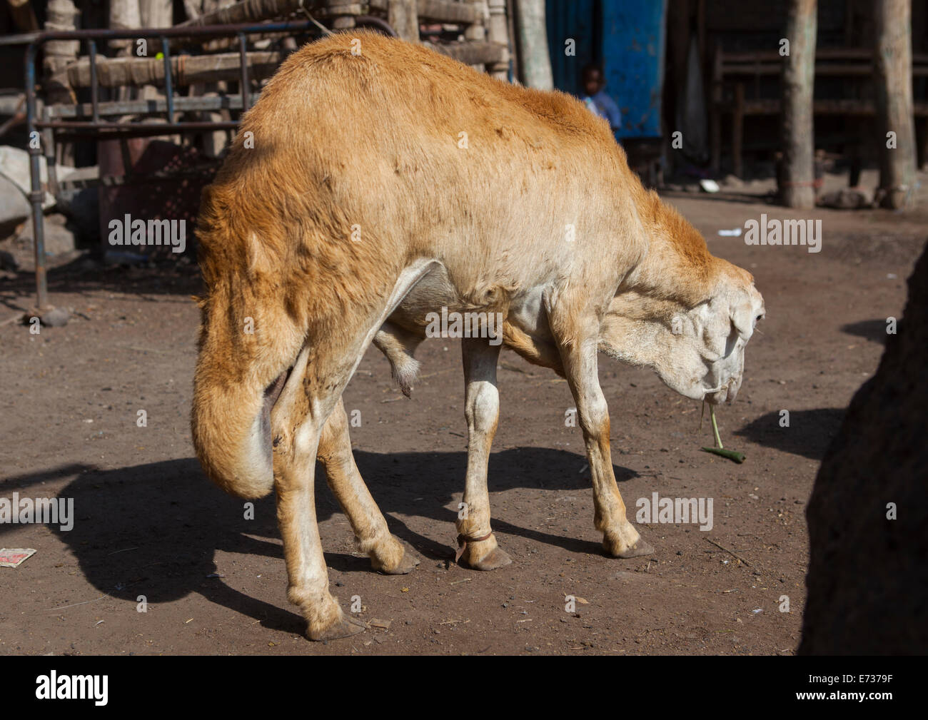 Sheep With Long Tail In Market, Assyata, Ethiopia Stock Photo - Alamy