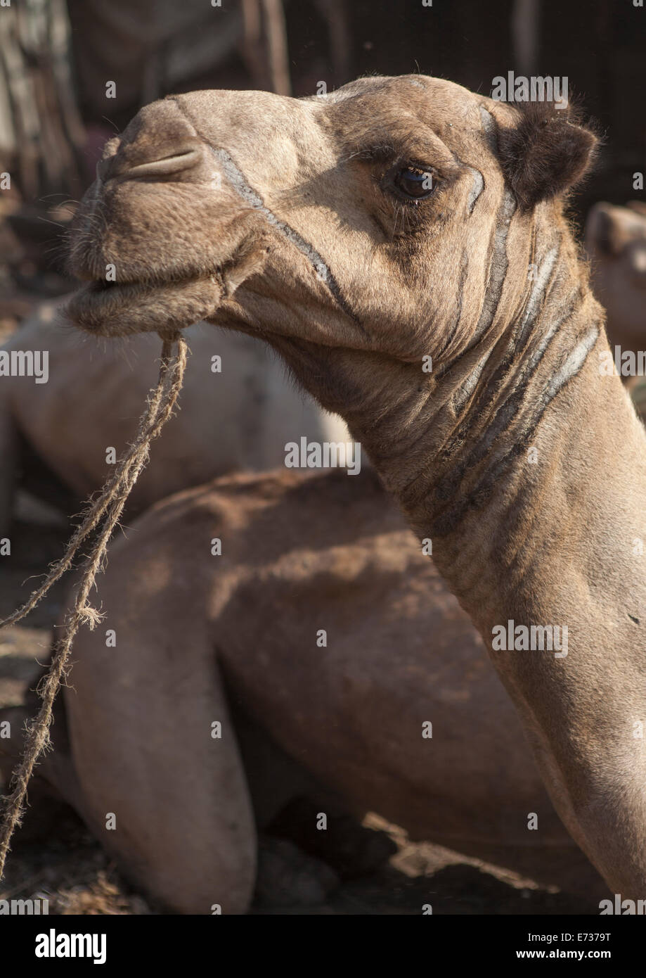 Afar camel hi-res stock photography and images - Alamy