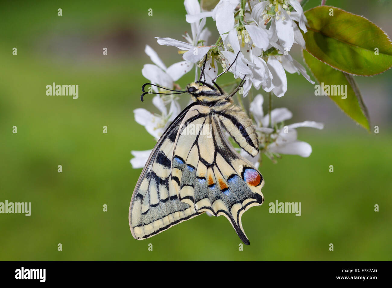 Common Yellow Swallowtail Old World Swallowtail Swallowtail papilio machaon schwalbenschwanz ...