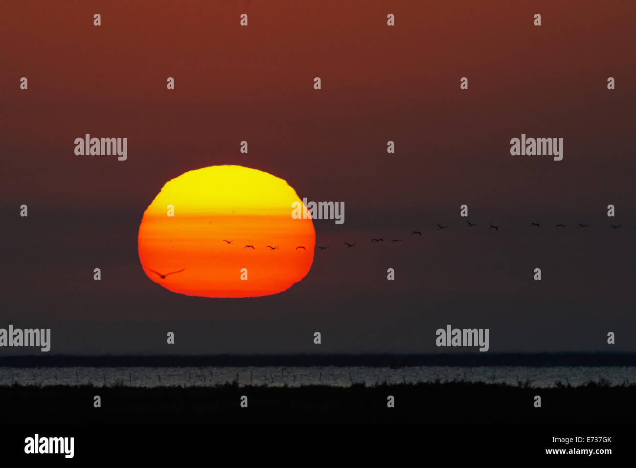 Flamingo flying sunset hi-res stock photography and images - Alamy