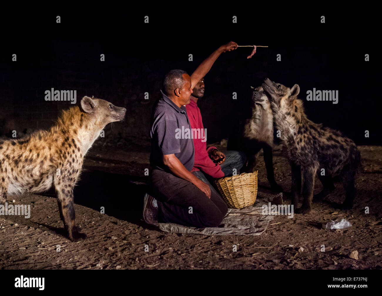 The Hyena Man Of Harar And Tourist Feed Raw Meat To Wild Hyenas, Harar ...