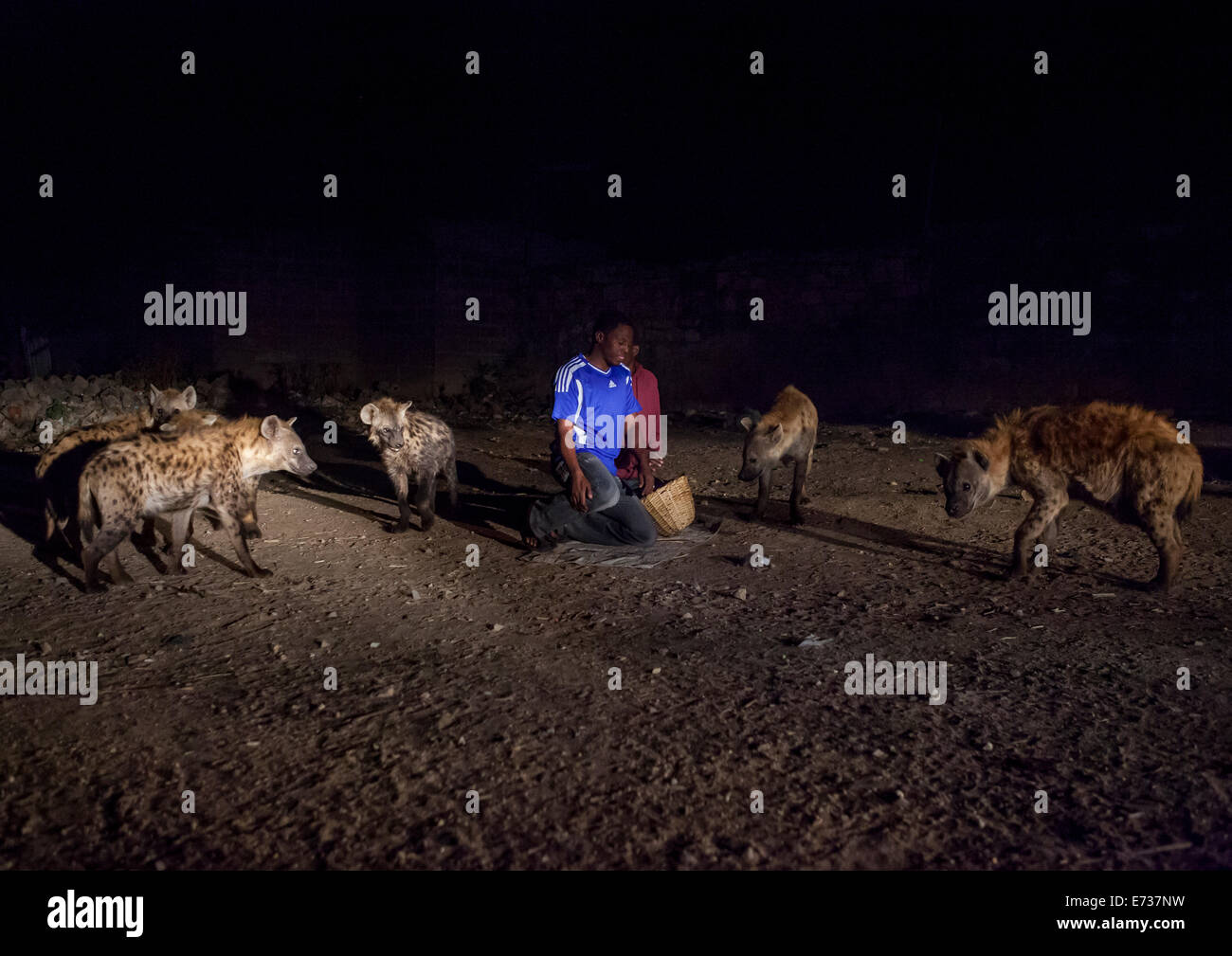 Hyena feed hi-res stock photography and images - Alamy