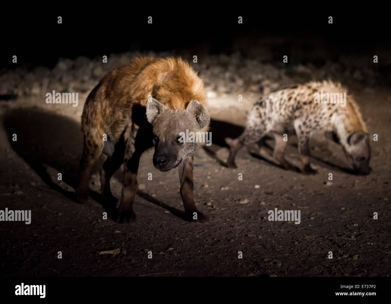 Hyenas Feeding Show, Harar, Ethiopia Stock Photo - Alamy
