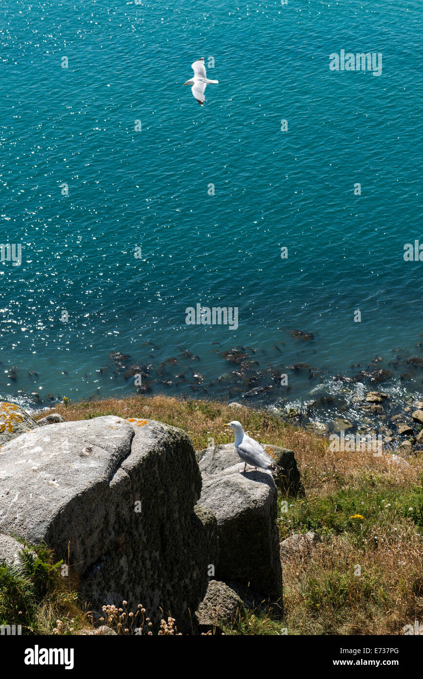 Channel Islands coastline and bird, UK Stock Photo - Alamy
