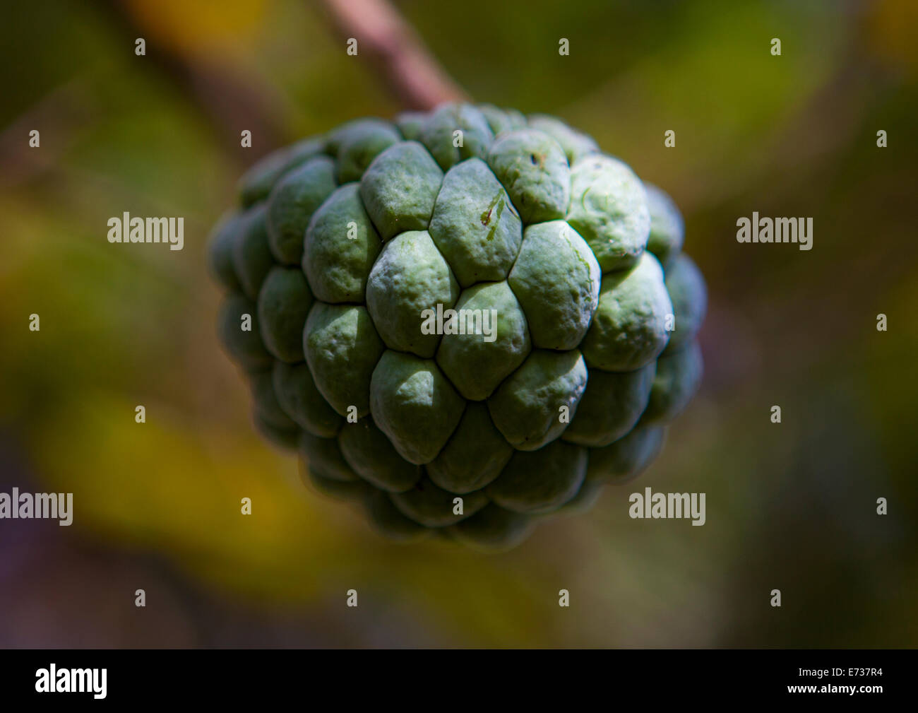 Fruit dire dawa ethiopia hi-res stock photography and images - Alamy