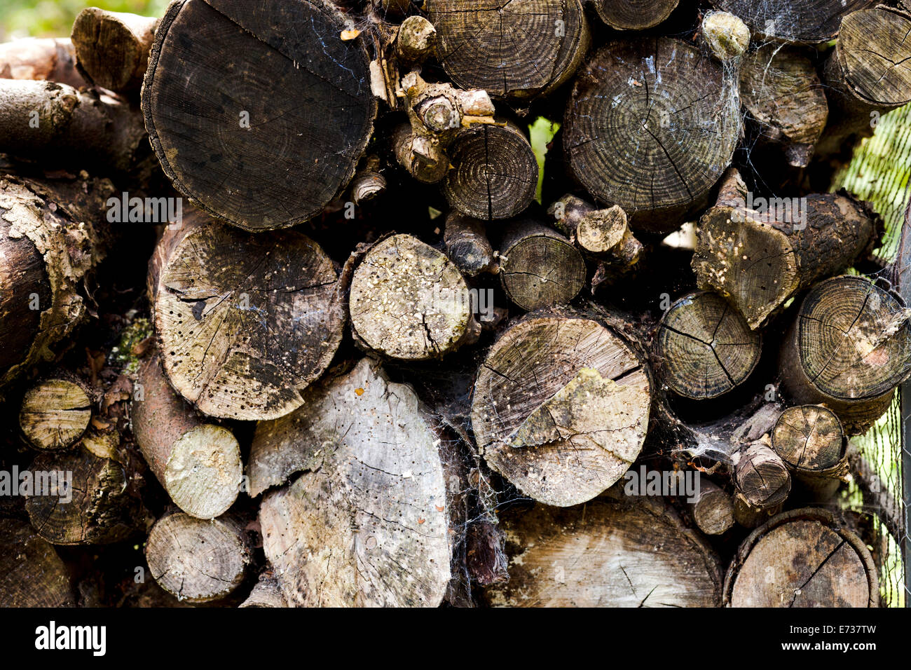 End view of a log pile Stock Photo - Alamy