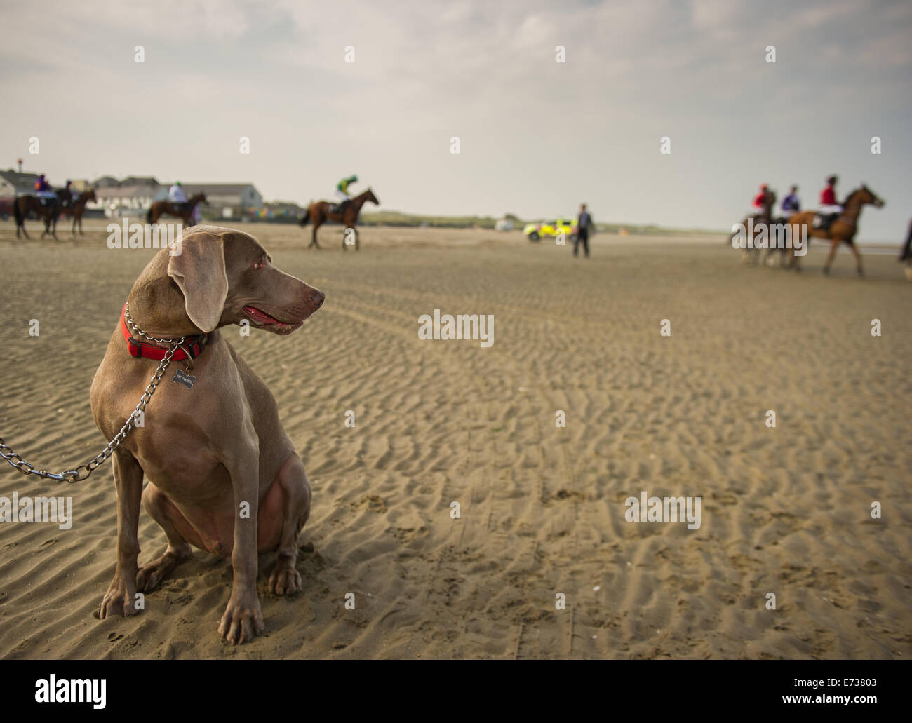 Laytown Strand Races, Laytown County Meath, Ireland. 4th September ...