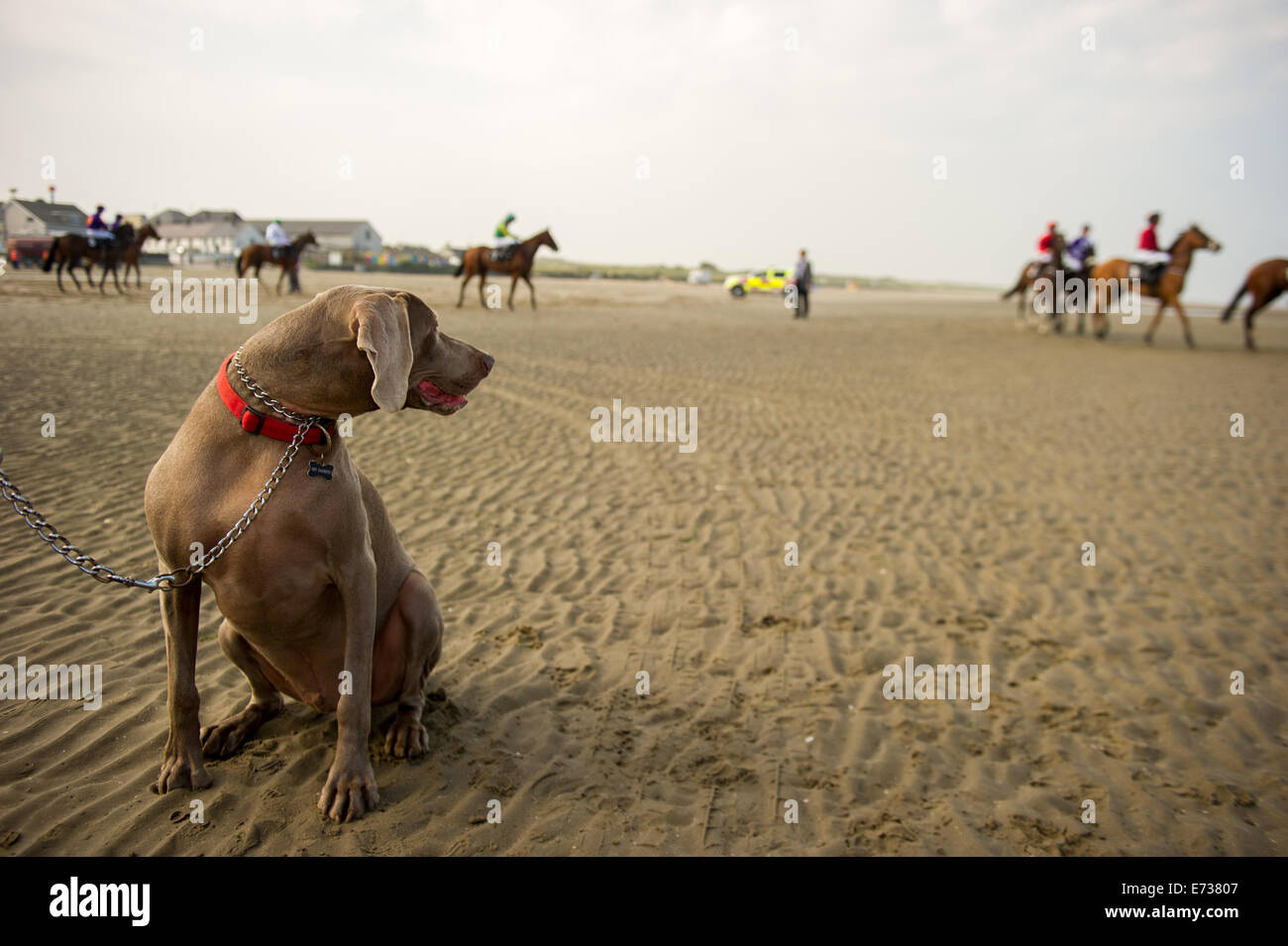 Laytown Strand Races, Laytown County Meath, Ireland. 4th September ...