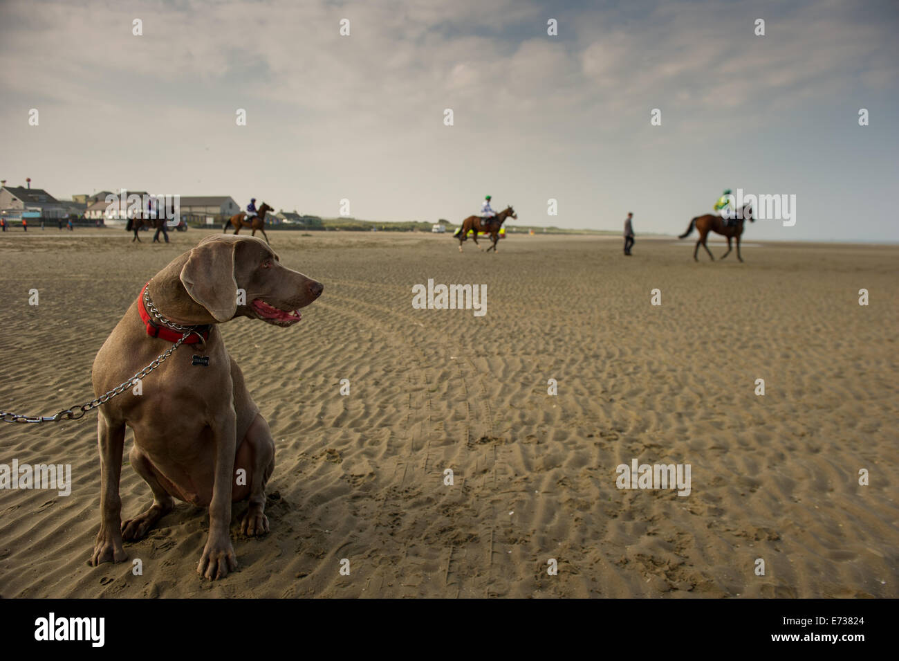 Laytown Strand Races, Laytown County Meath, Ireland. 4th September ...