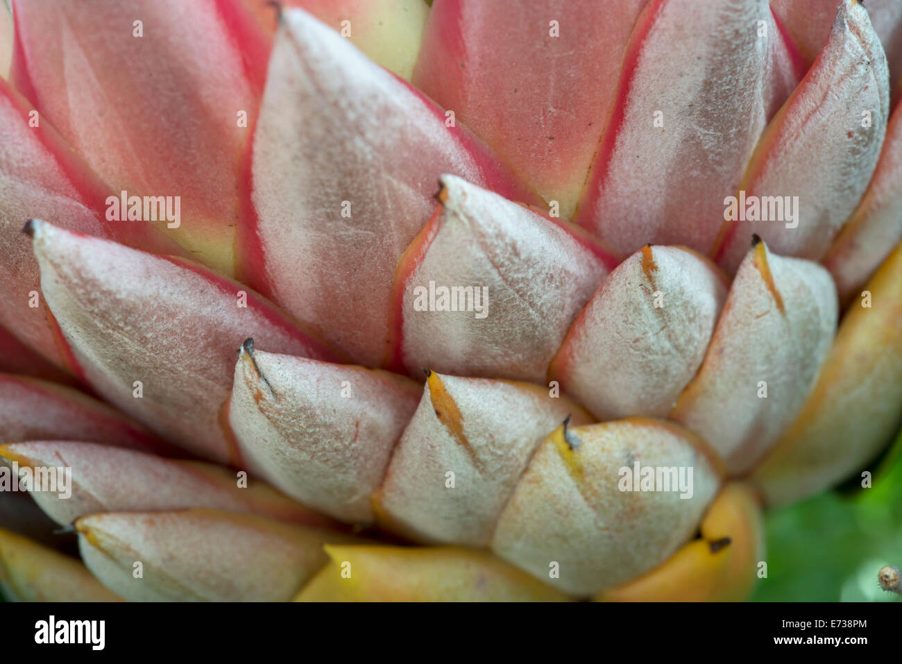 Protea protea magnifica hi-res stock photography and images - Alamy