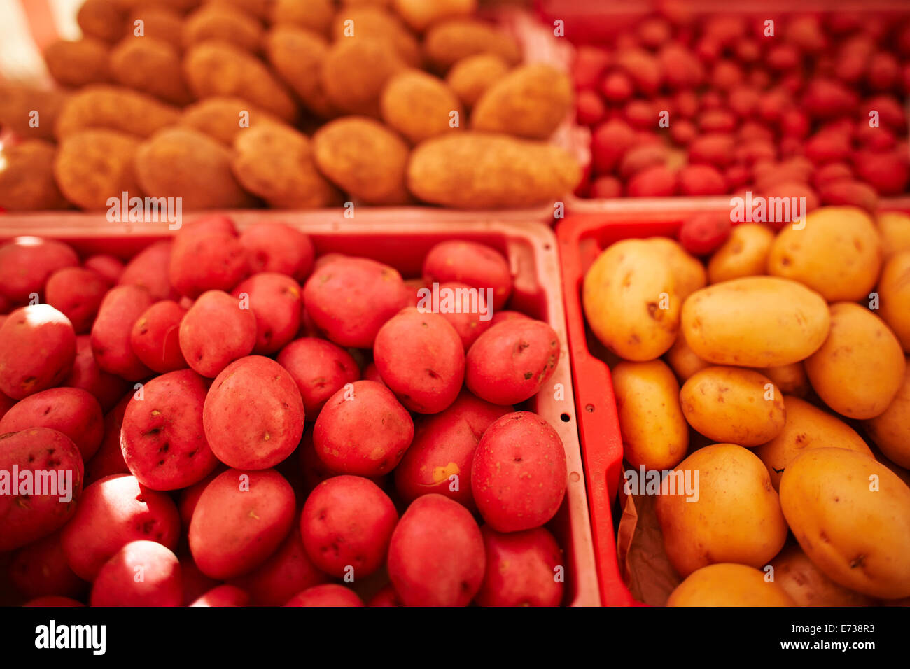 A Variety of Fresh Grown Potatoes for sale at a Farmers Market Stock ...