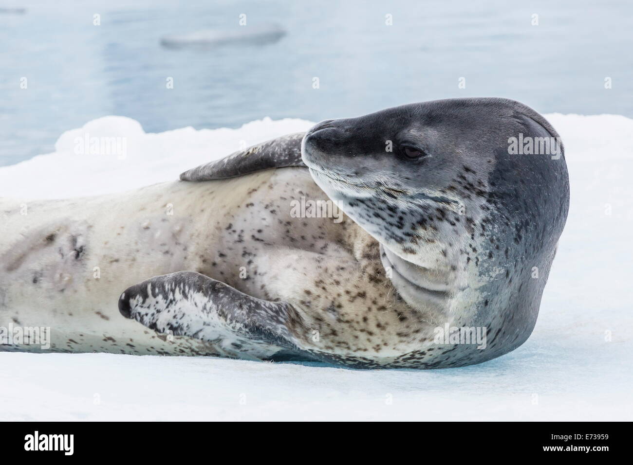 Leopard seal hi-res stock photography and images - Alamy