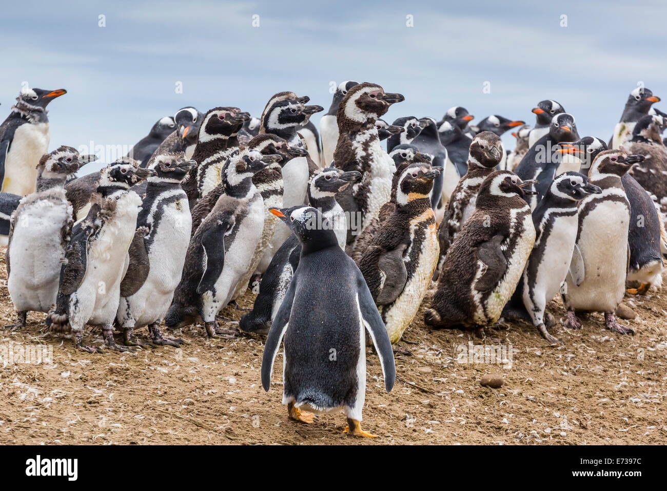 Magellanic penguins molting feathers near gentoo penguin (Pygoscelis ...