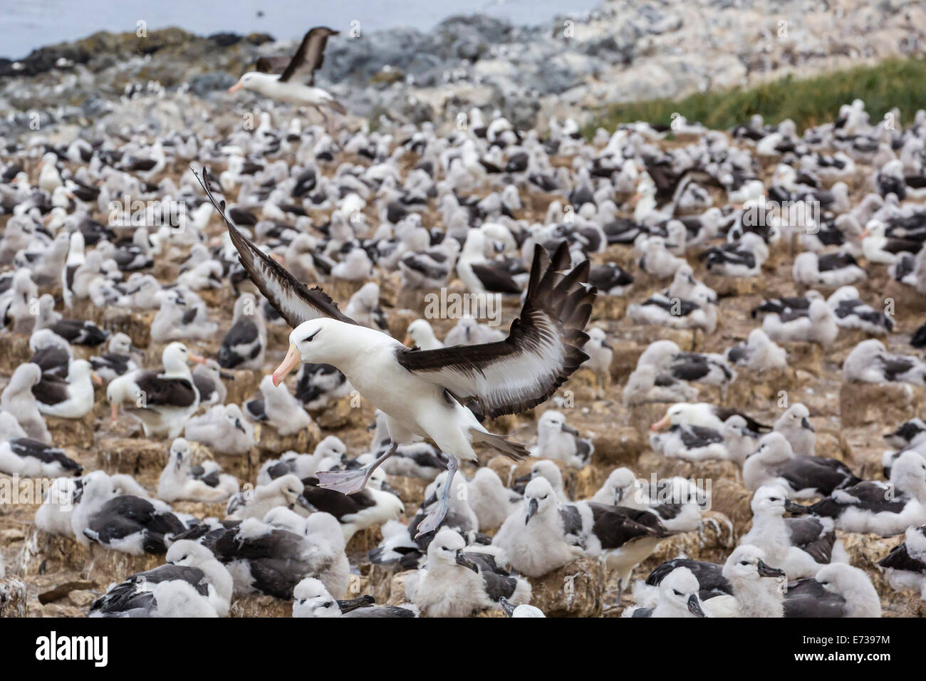 Adult black-browed albatross landing in breeding colony on Steeple ...
